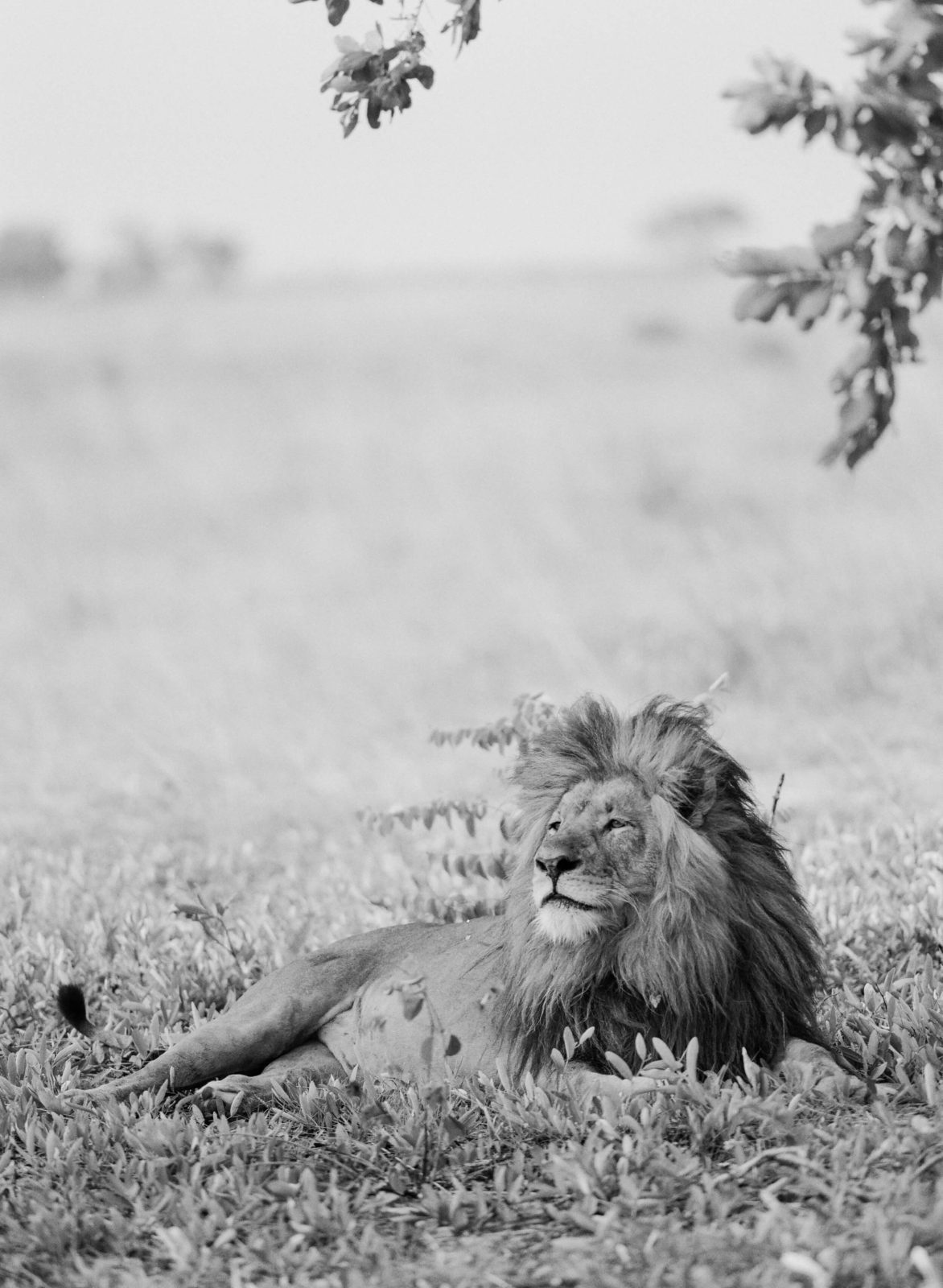 Time + Tide: An African Safari Experience of a Lifetime