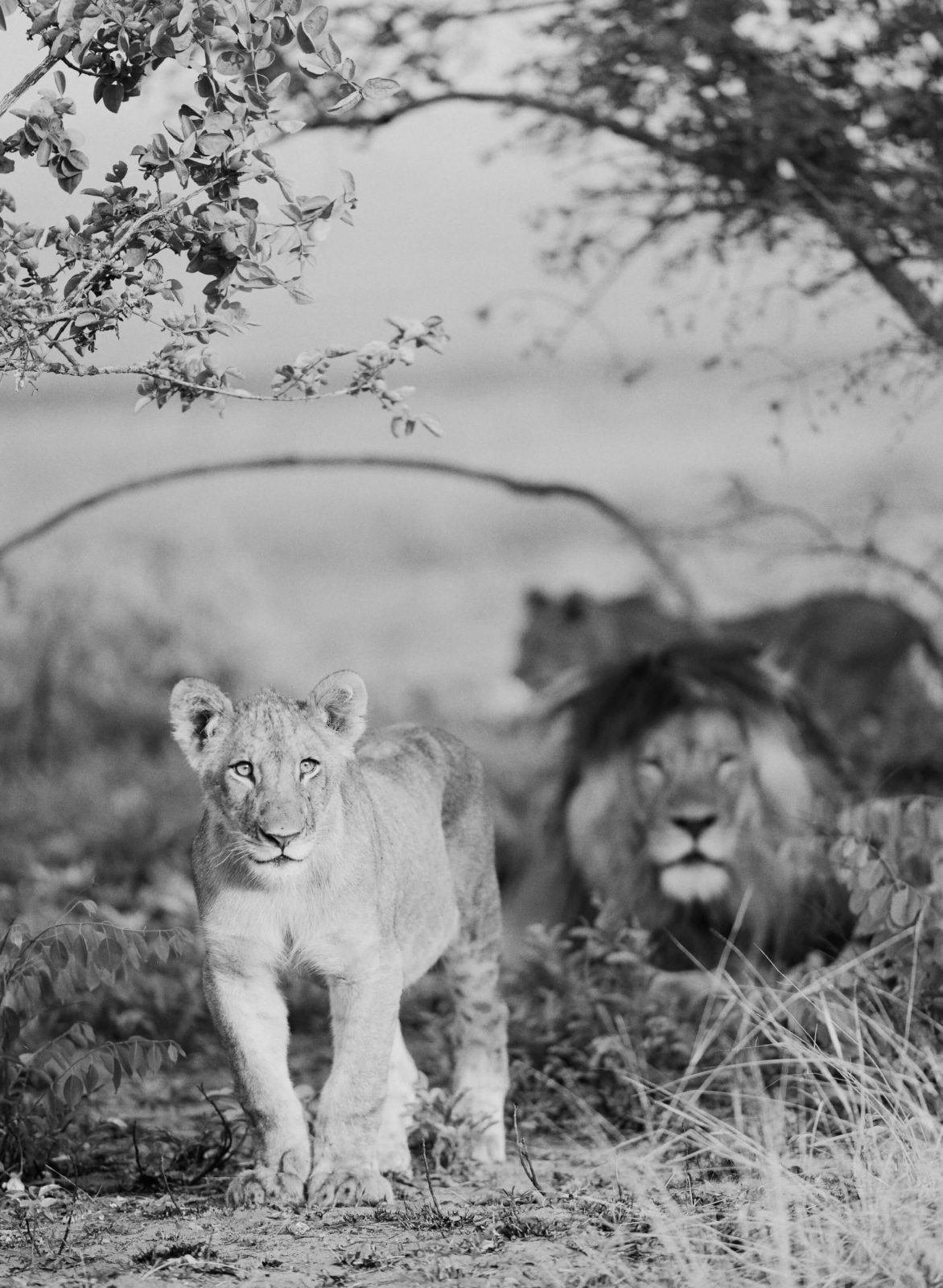 Time + Tide: An African Safari Experience of a Lifetime