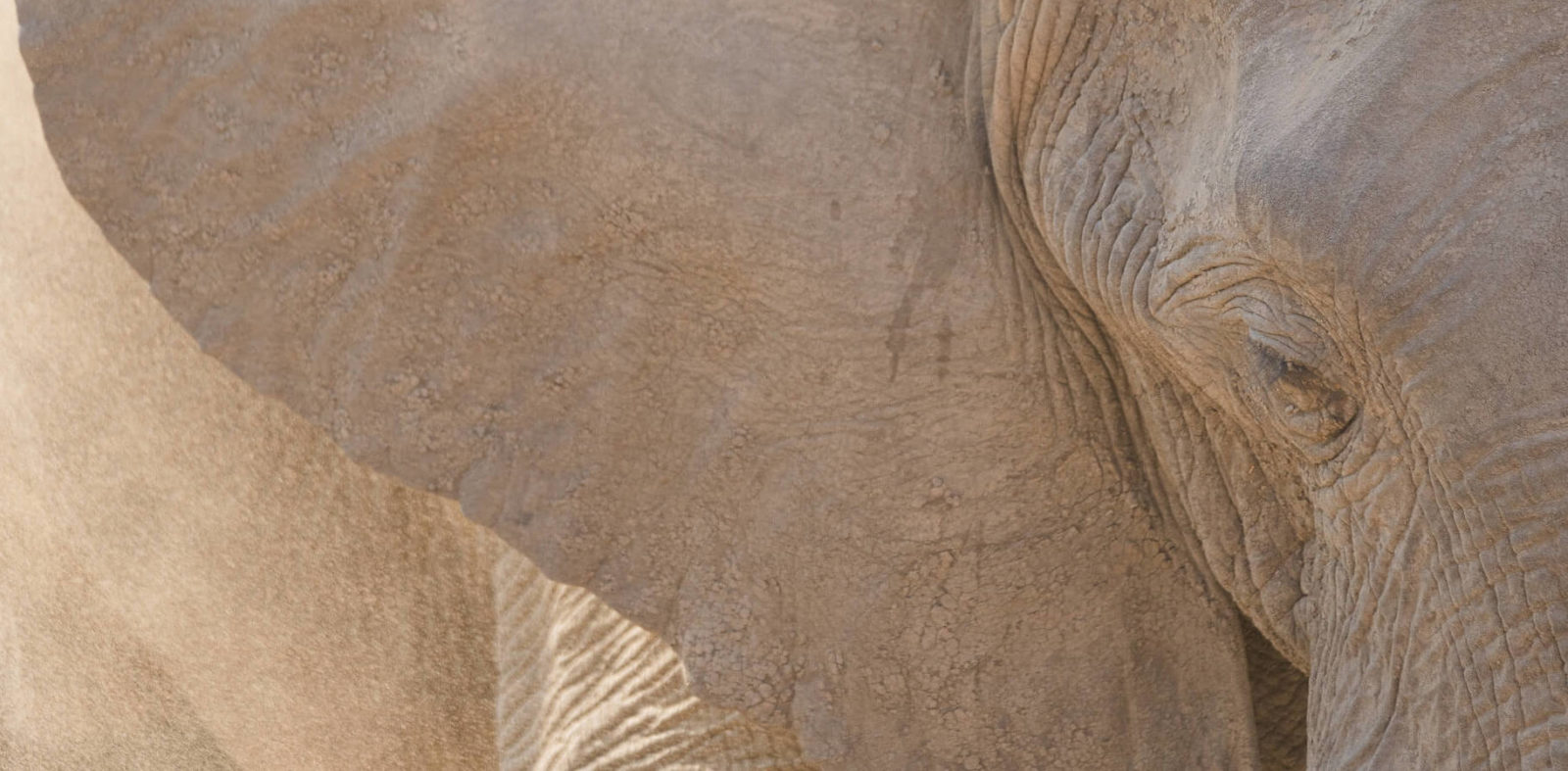 Time + Tide: An African Safari Experience of a Lifetime